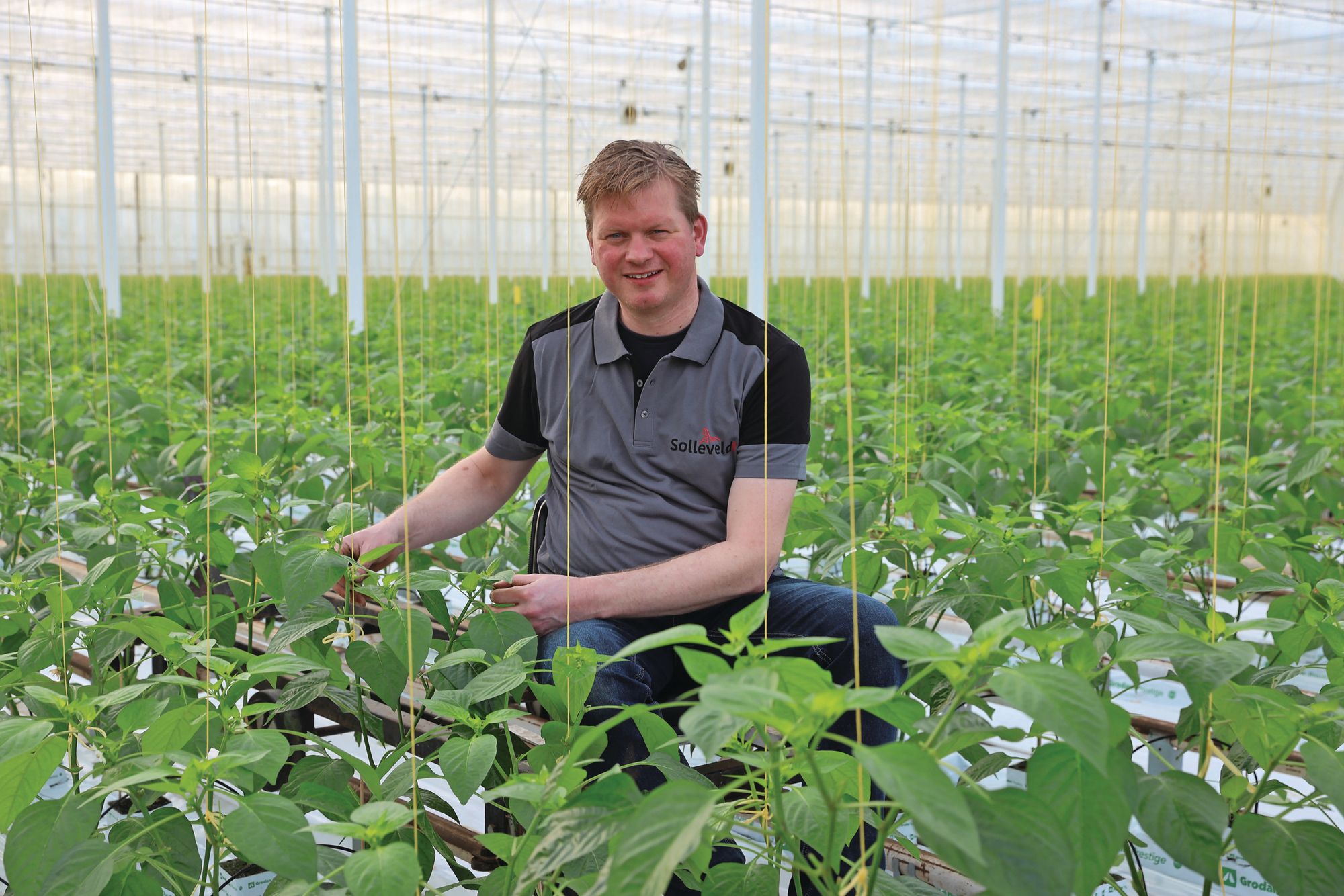 Geënte plant in begin wat meer generatief - Groenten & Fruit Actueel