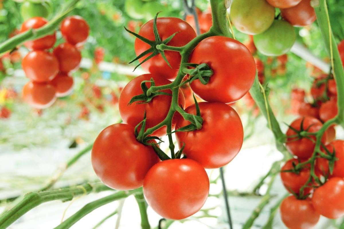 Tomatenrassen per segment: wat zijn de ontwikkelingen? - Groenten ...