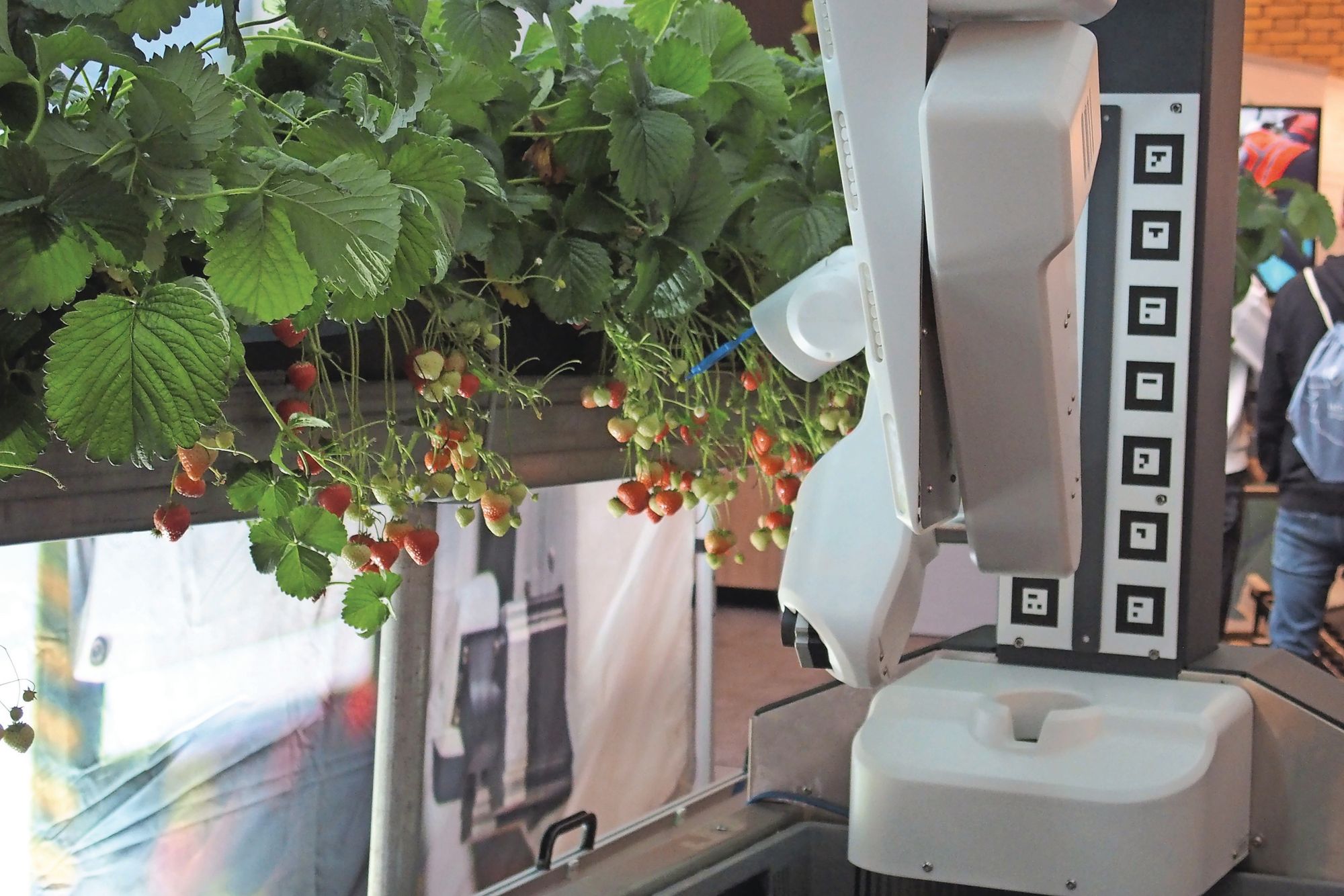 Aardbeiplukrobot Dogtooth rijp voor de praktijk - Groenten & Fruit Actueel